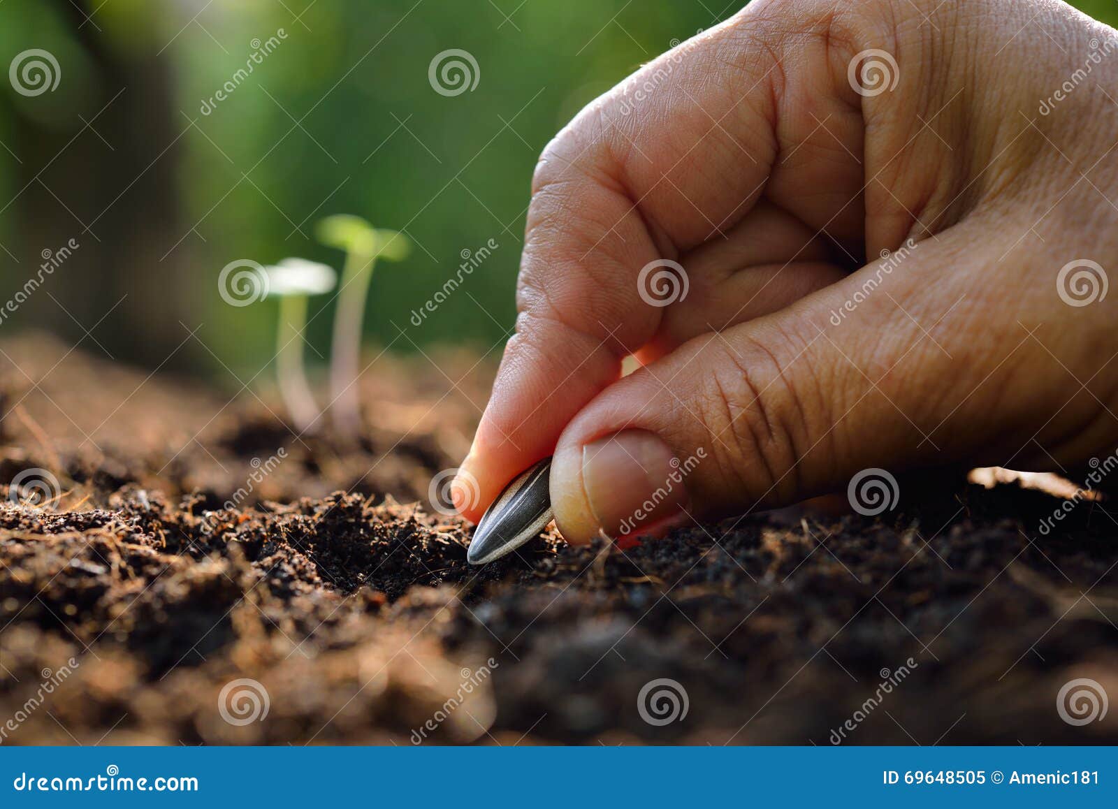 Planting seed stock image. Image of ground, fresh, farm - 69648505