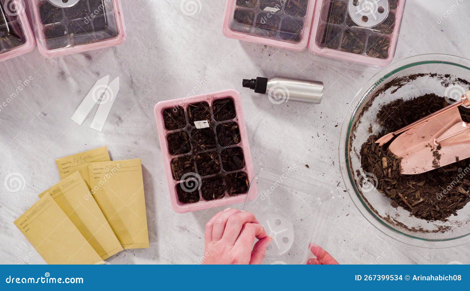 Planting seed stock photo. Image of topsoil, growing - 267399534