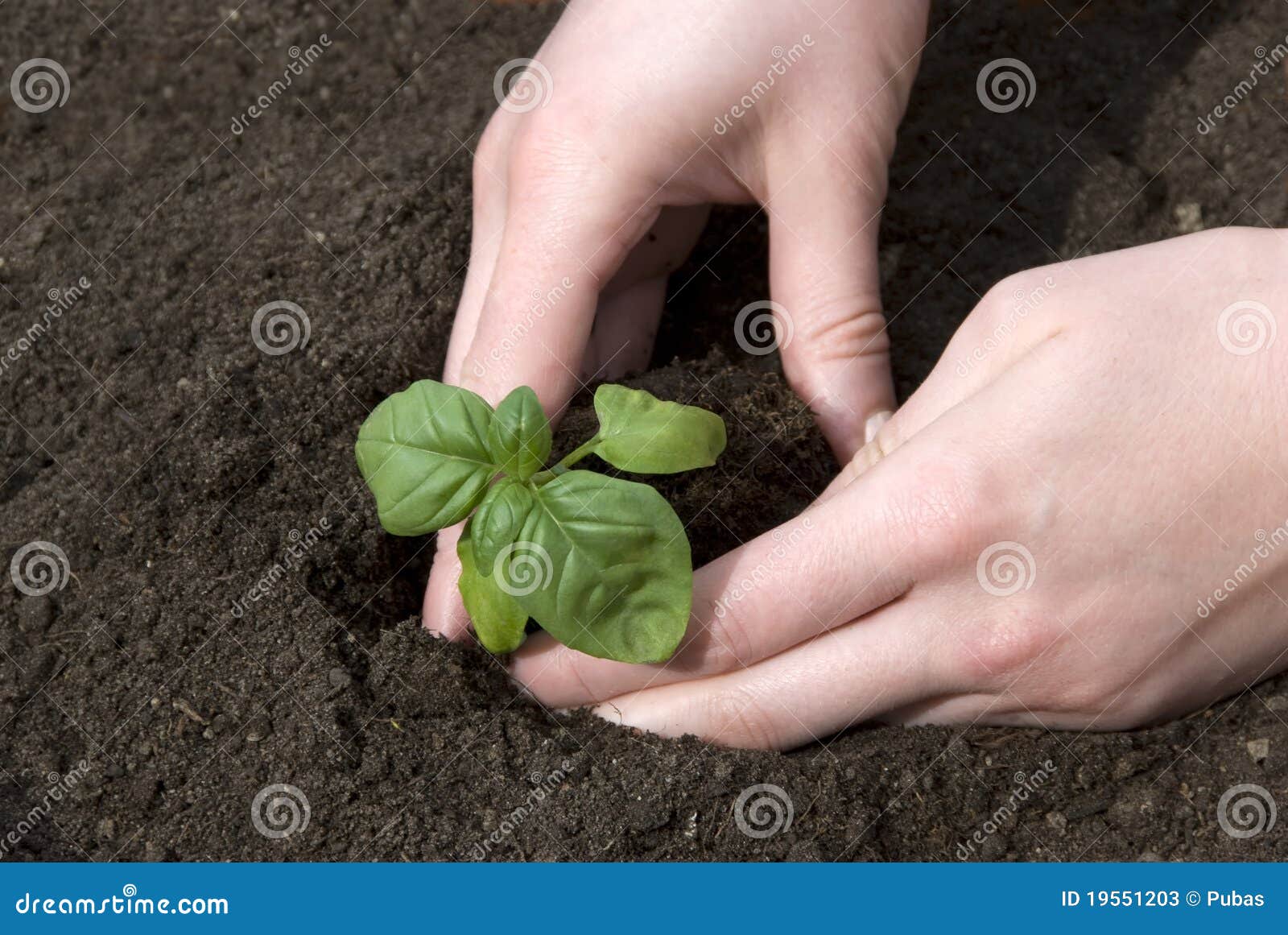 Planting a seedling stock image. Image of fertilizer - 19551203