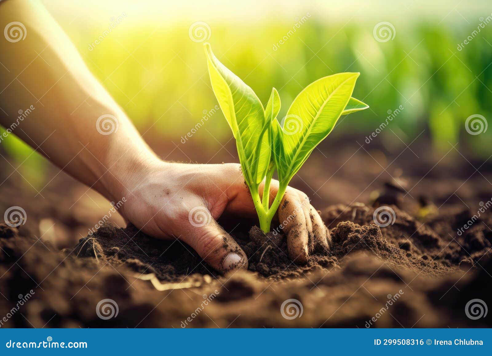 Planting Seedling in Regenerative Agriculture Field Stock Illustration ...