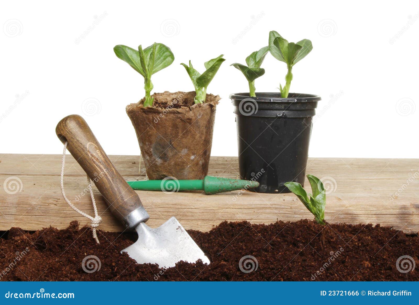 Planting seedlings stock photo. Image of plank, garden - 23721666