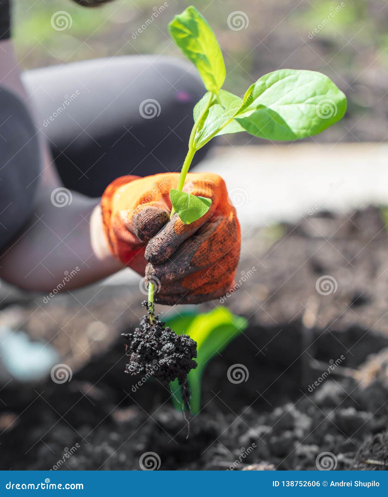 Planting Seedlings in the Garden Stock Photo - Image of growing ...
