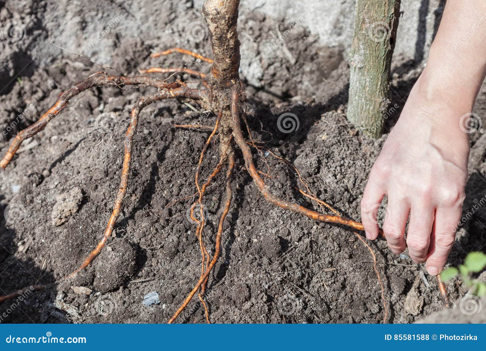 Planting Seedlings in Landing Pit Stock Photo - Image of nature ...