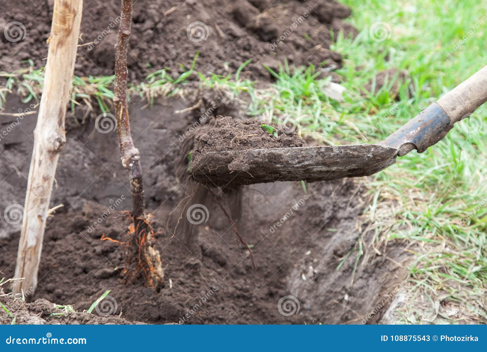 Planting Seedlings in Landing Pit Stock Image - Image of life ...