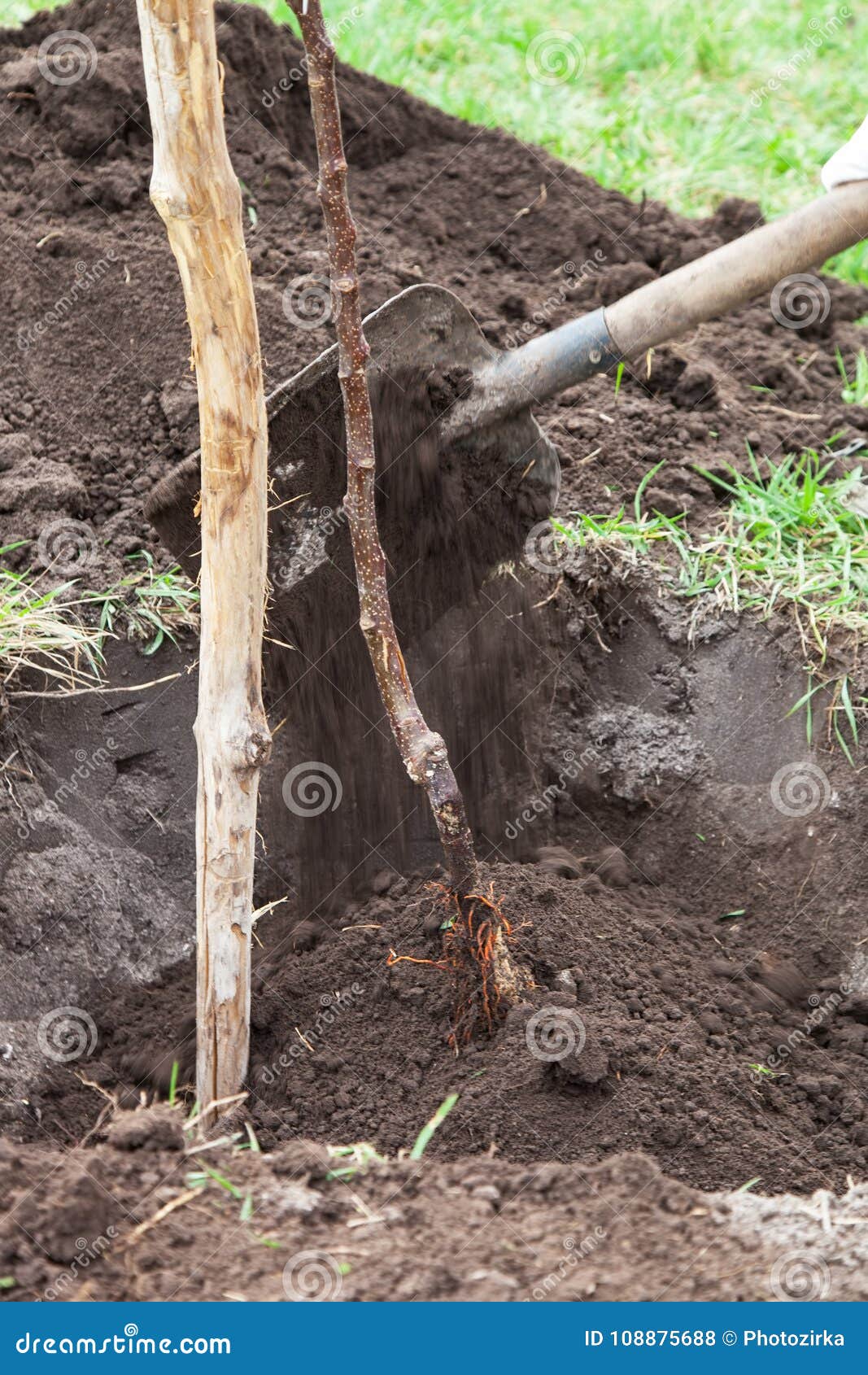 Planting Seedlings in Landing Pit Stock Photo - Image of life, park ...
