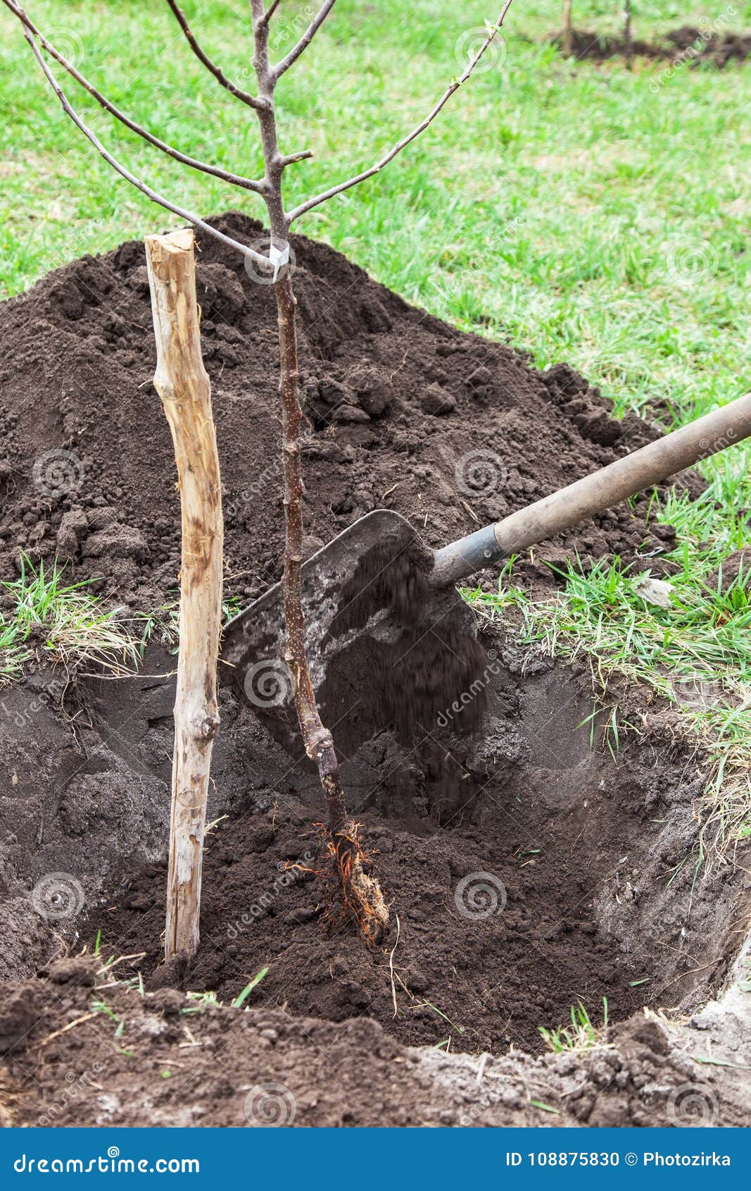 Planting Seedlings in Landing Pit Stock Photo - Image of life ...
