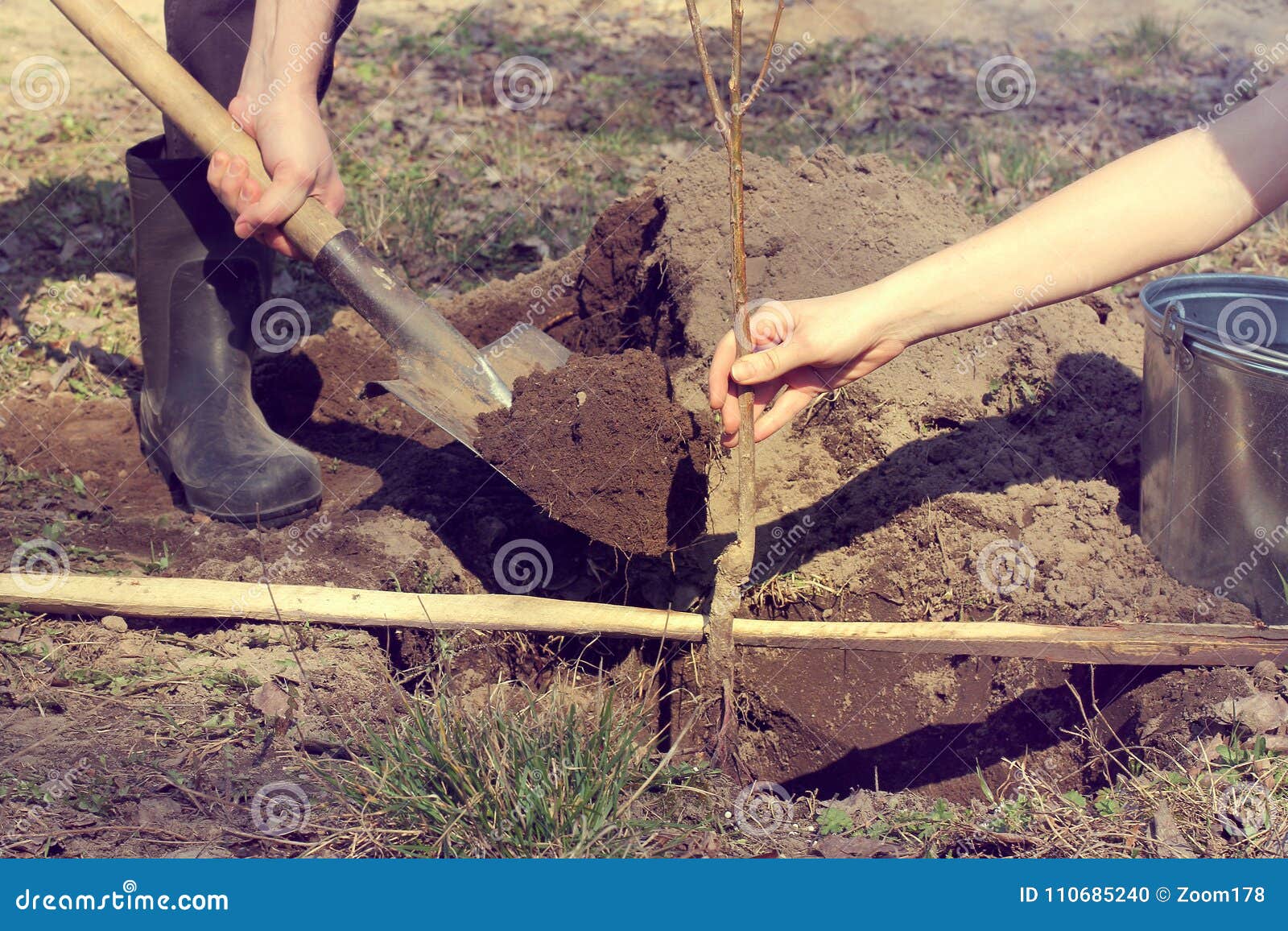 Planting of Seedlings by Level Stock Photo - Image of root, cultivated ...