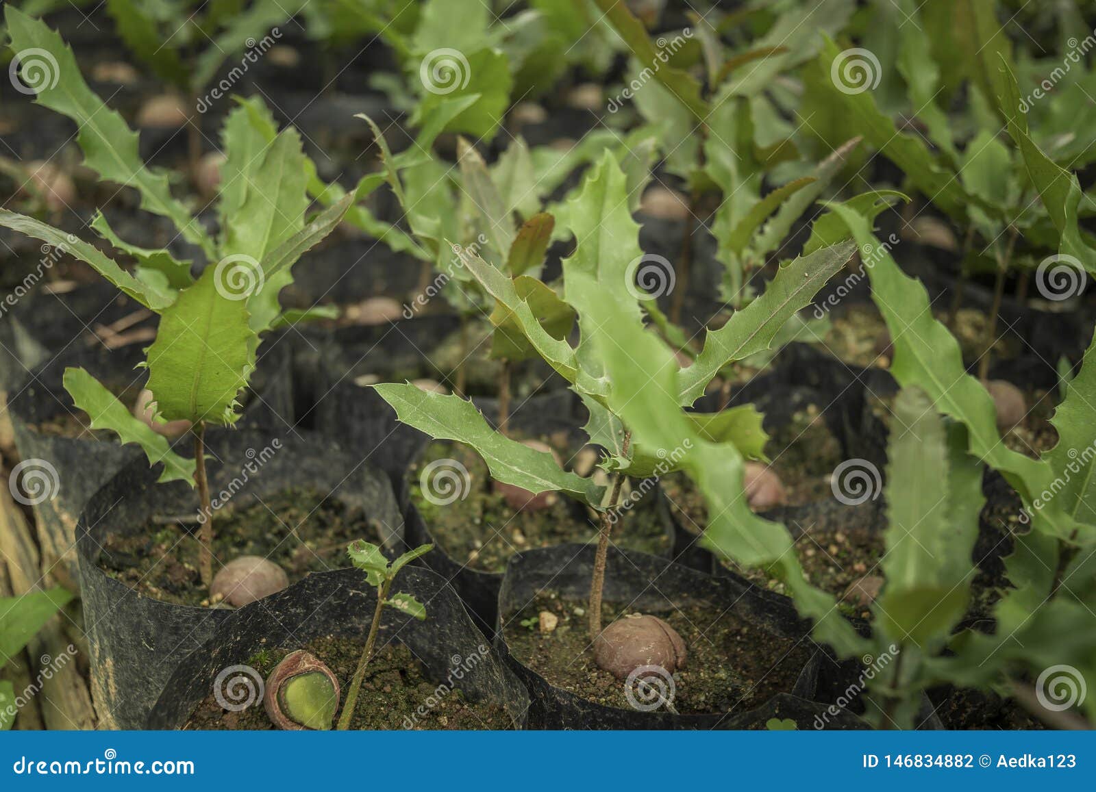 Planting Macadamia Nuts Field Stock Photos - Free & Royalty-Free Stock ...
