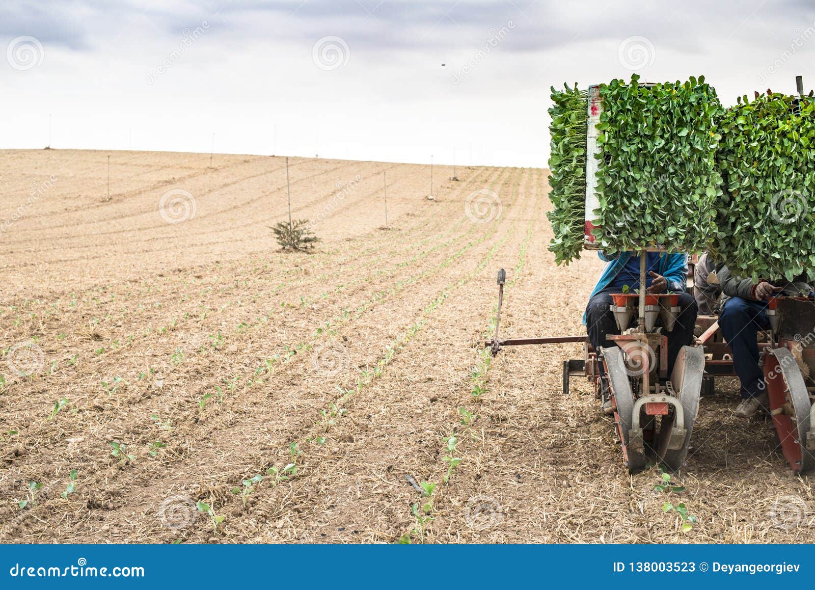 Planting seedlings machine stock image. Image of seedlings - 138003523