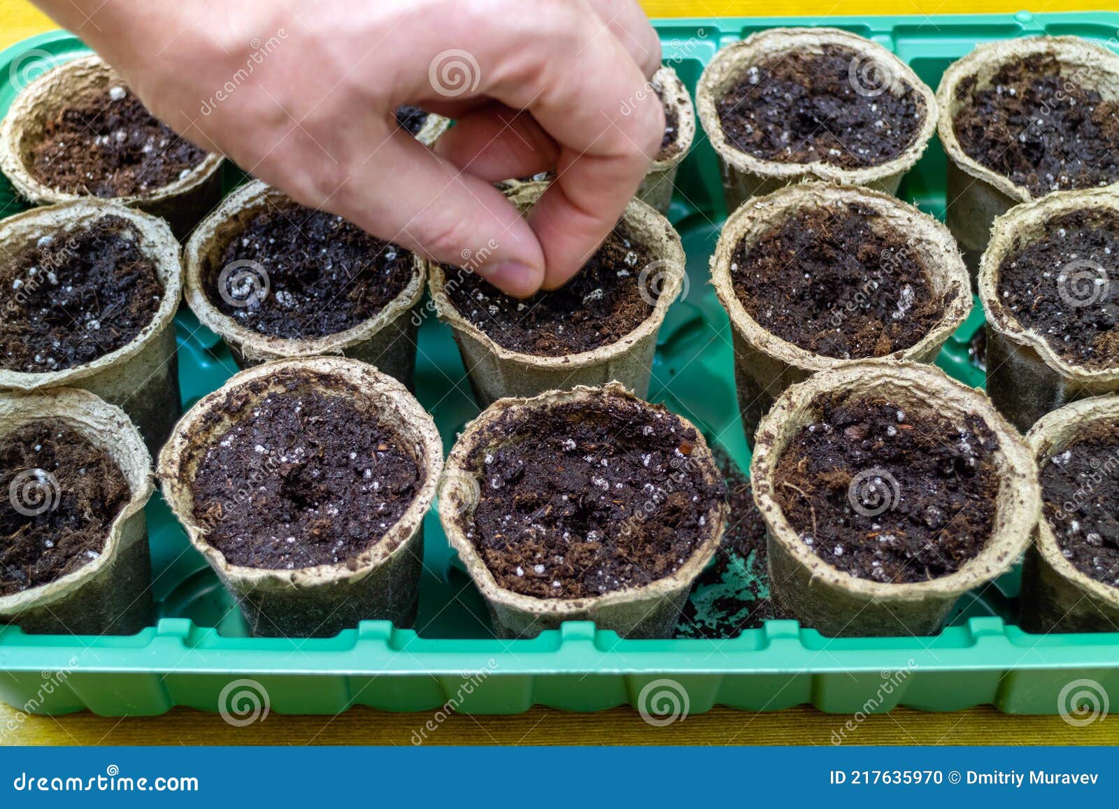 Planting Seeds Agriculture in Seedling Cups Stock Photo - Image of ...