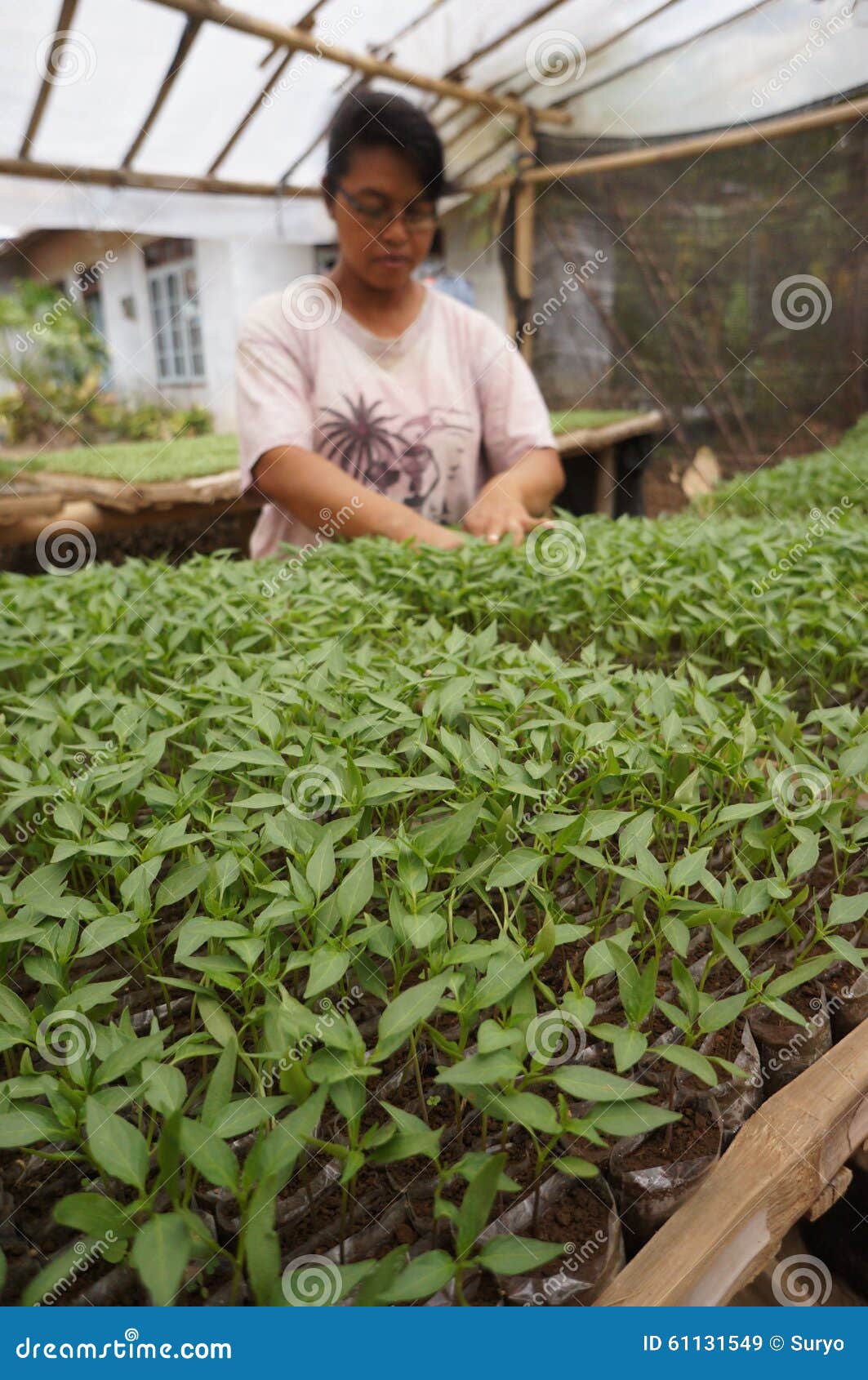 Planting seeds editorial stock image. Image of java, seeds - 61131549