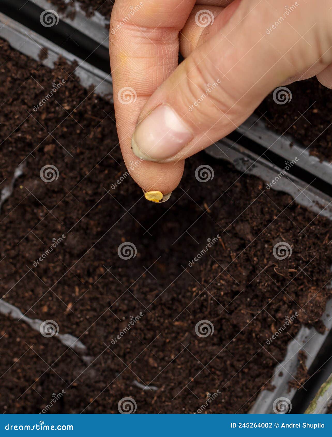 Planting Seeds in the Ground. Stock Photo - Image of green, vegetable ...
