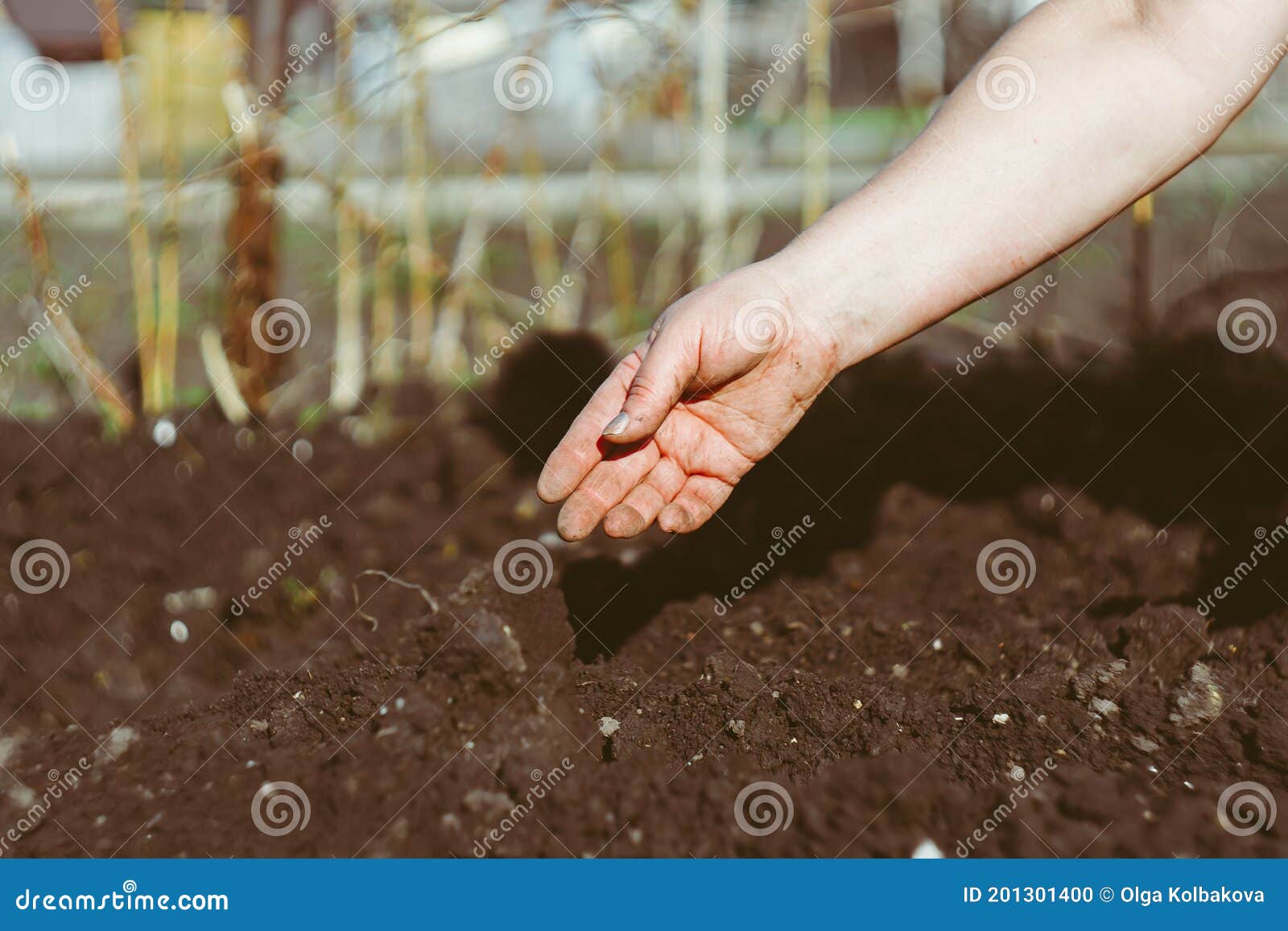 Planting Seeds in the Ground Stock Photo - Image of dirt, ground: 201301400