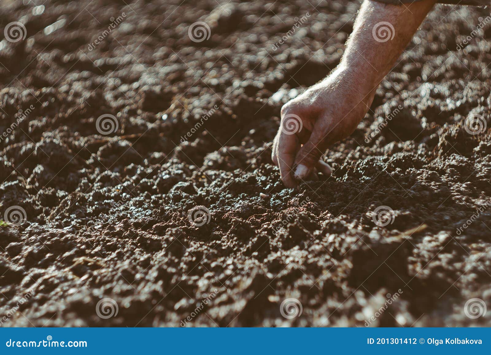 Planting Seeds in the Ground Stock Photo - Image of garden, cupshaped ...