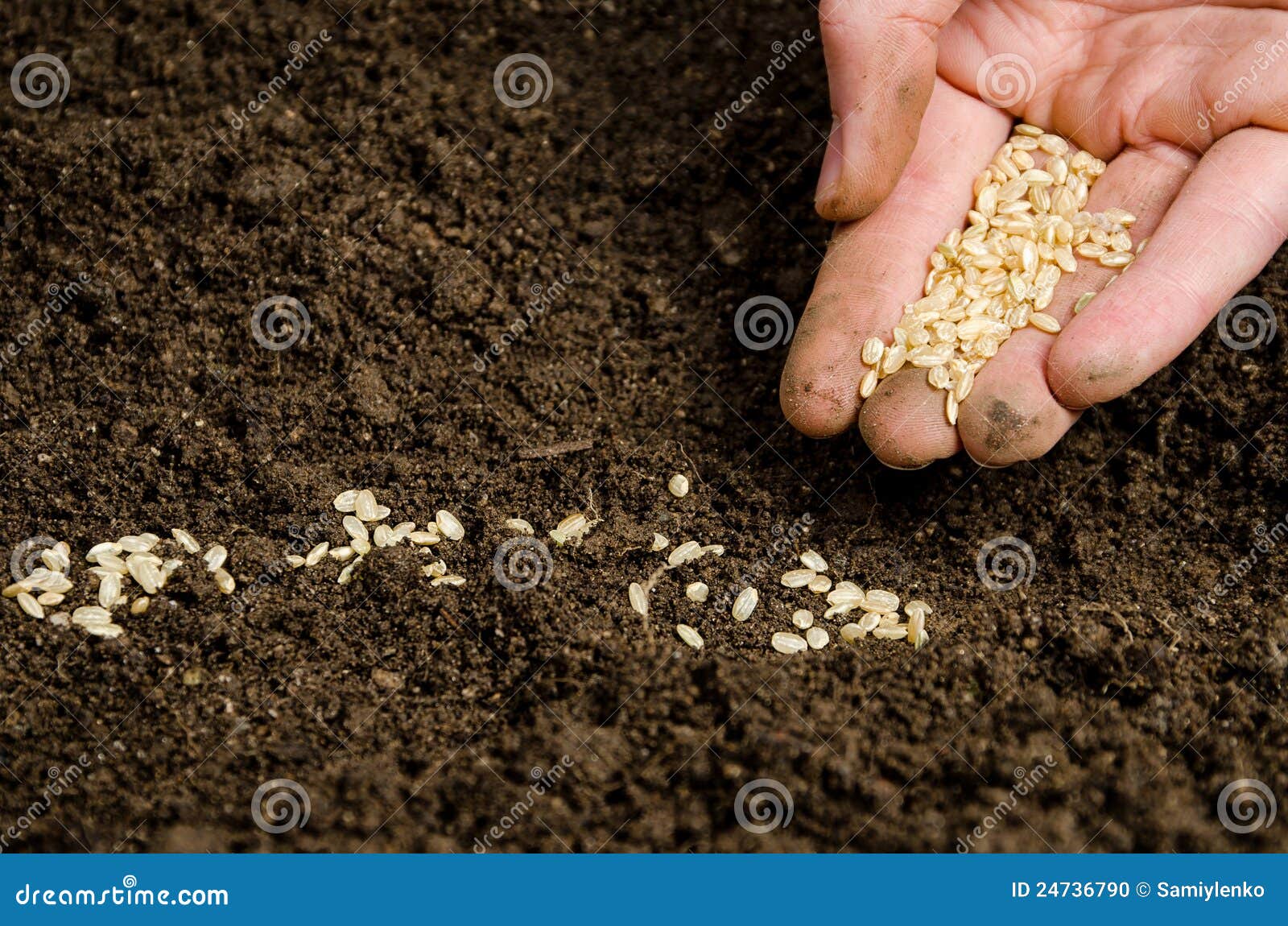 Planting seeds into soil stock photo. Image of outdoors - 24736790