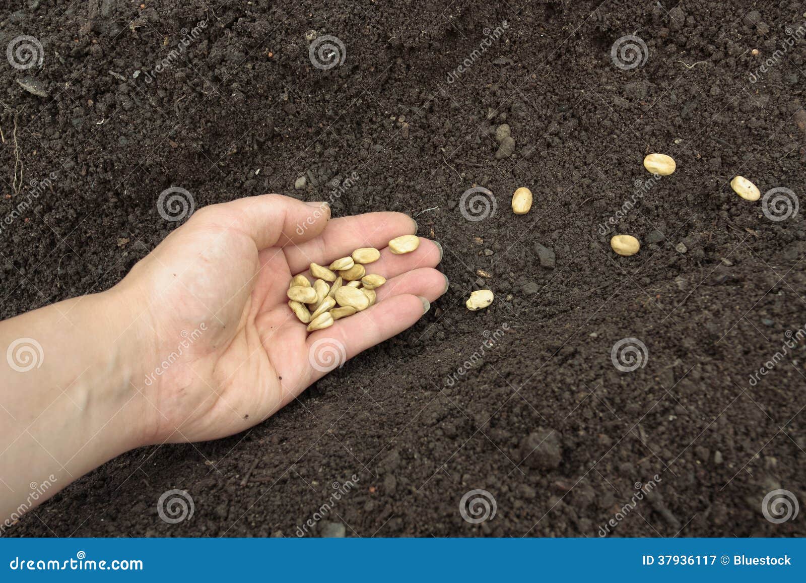 Planting seeds in soil stock image. Image of vegetable - 37936117