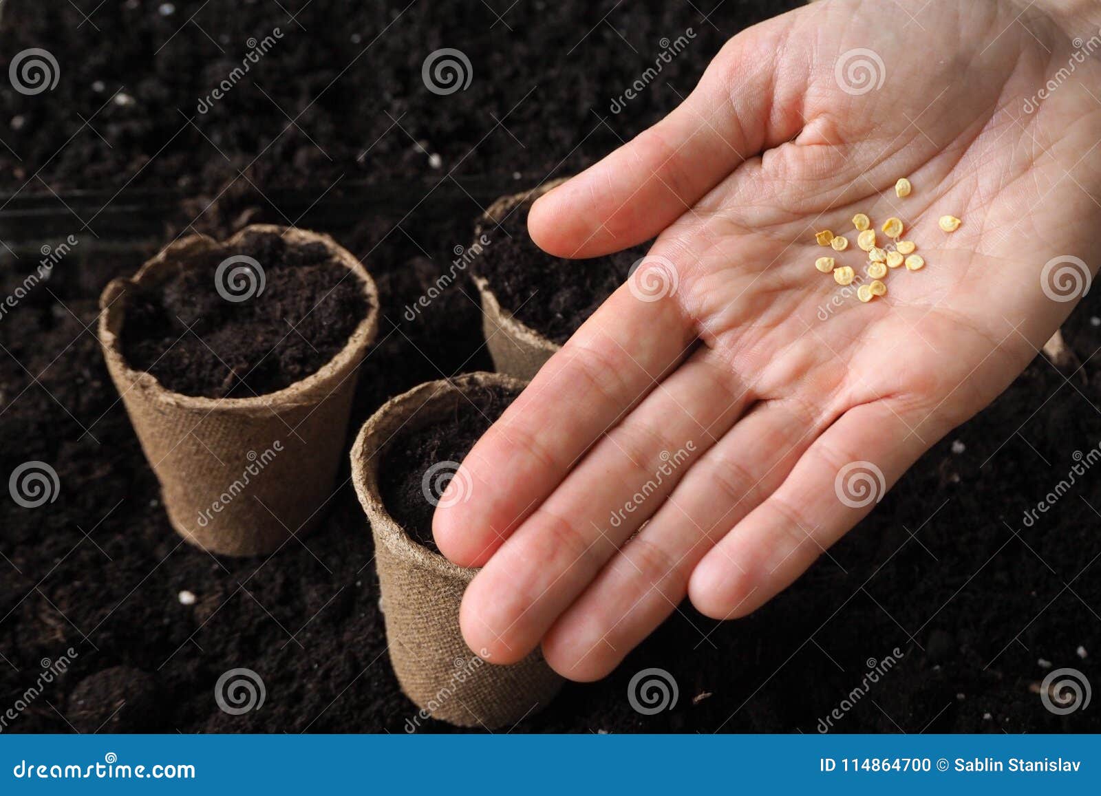 Background with Peat Pots and the Ground. Spring Planting Work. Stock ...