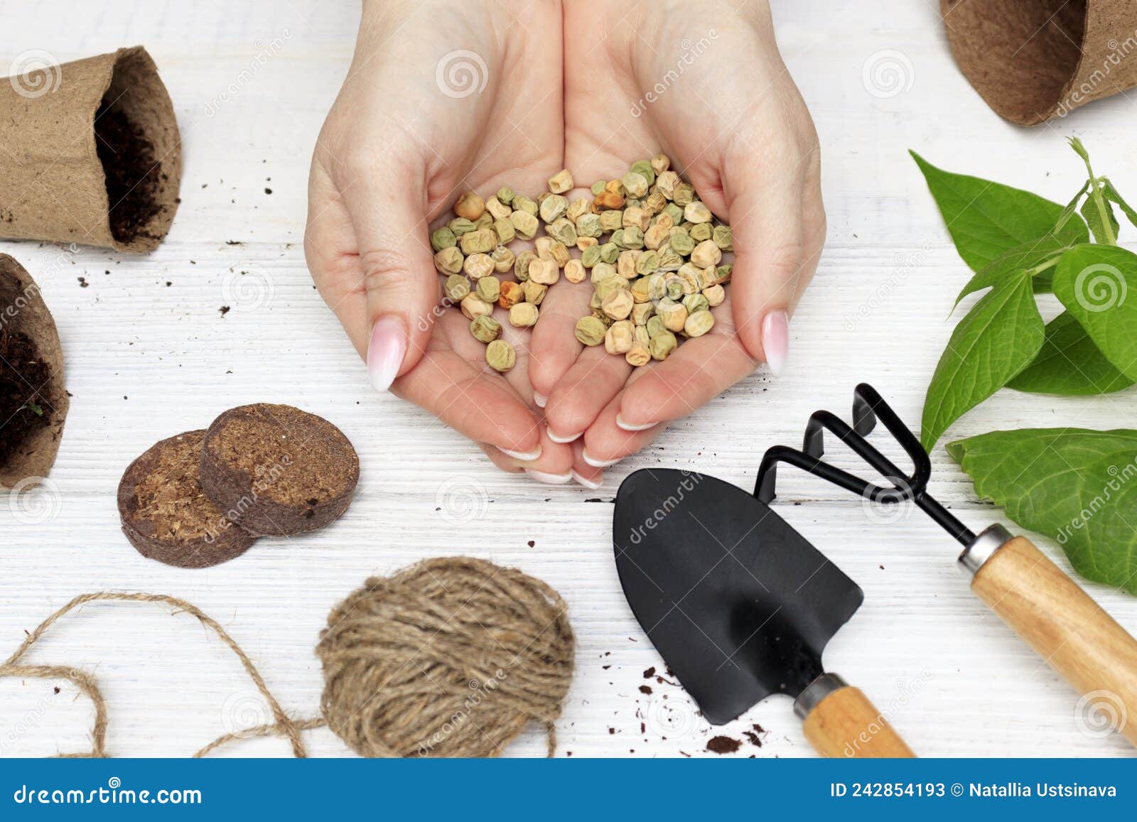 Planting Seeds in the Spring, Planting Seeds at Home, Gardening Stock ...