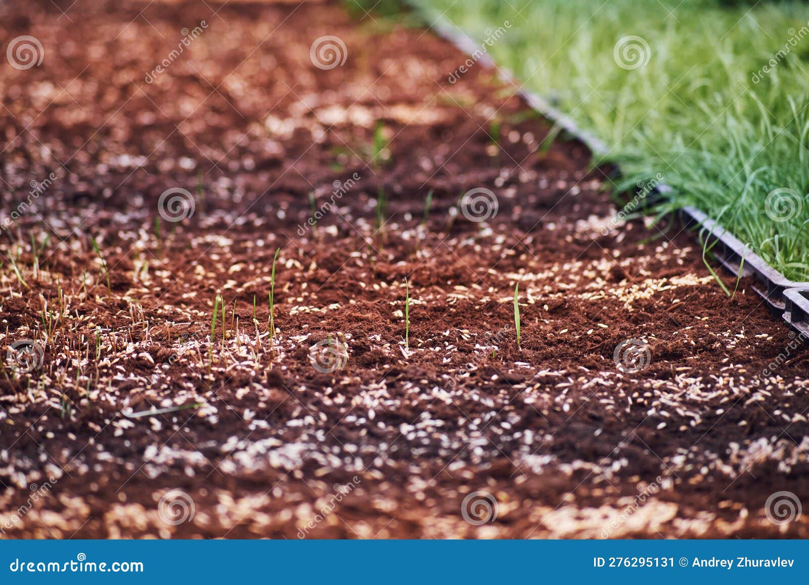 Planting Seeds of Wheat Grains in the Ground. Soil with Seeds and Spro ...