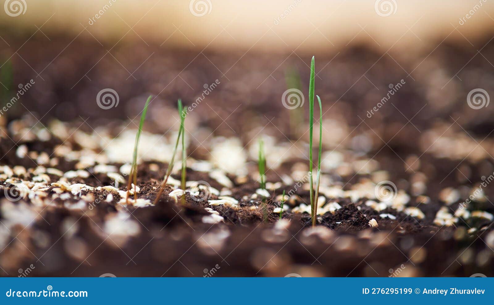 Planting Seeds of Wheat Grains in the Ground. Soil with Seeds and Spro ...