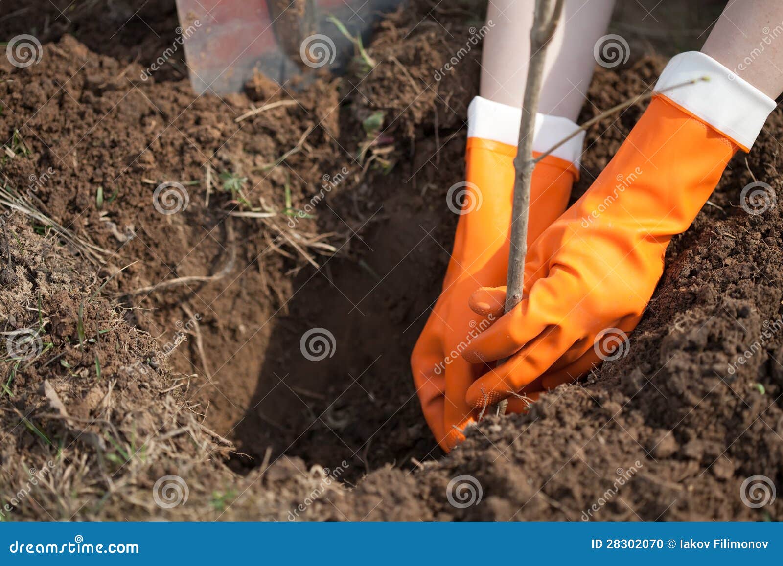 Planting shrubbery or tree stock photo. Image of person - 28302070