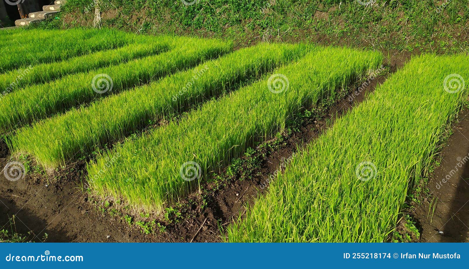 Planting of Small Rice Trees in Indonesia Stock Photo - Image of ...