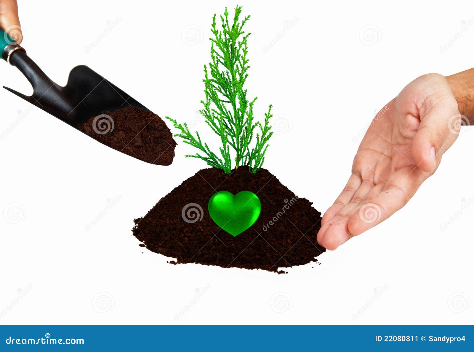 Planting a small tree stock image. Image of growth, gardener - 22080811