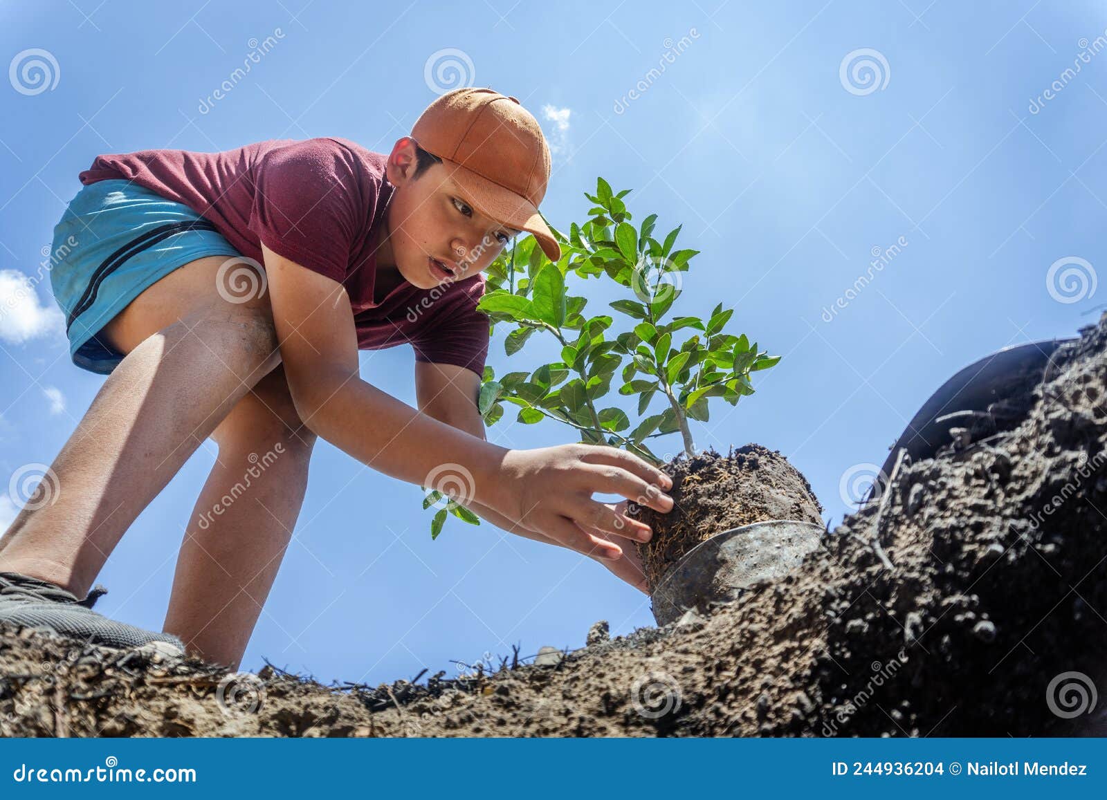 Planting a Small Tree in the Ground Stock Photo - Image of peace ...