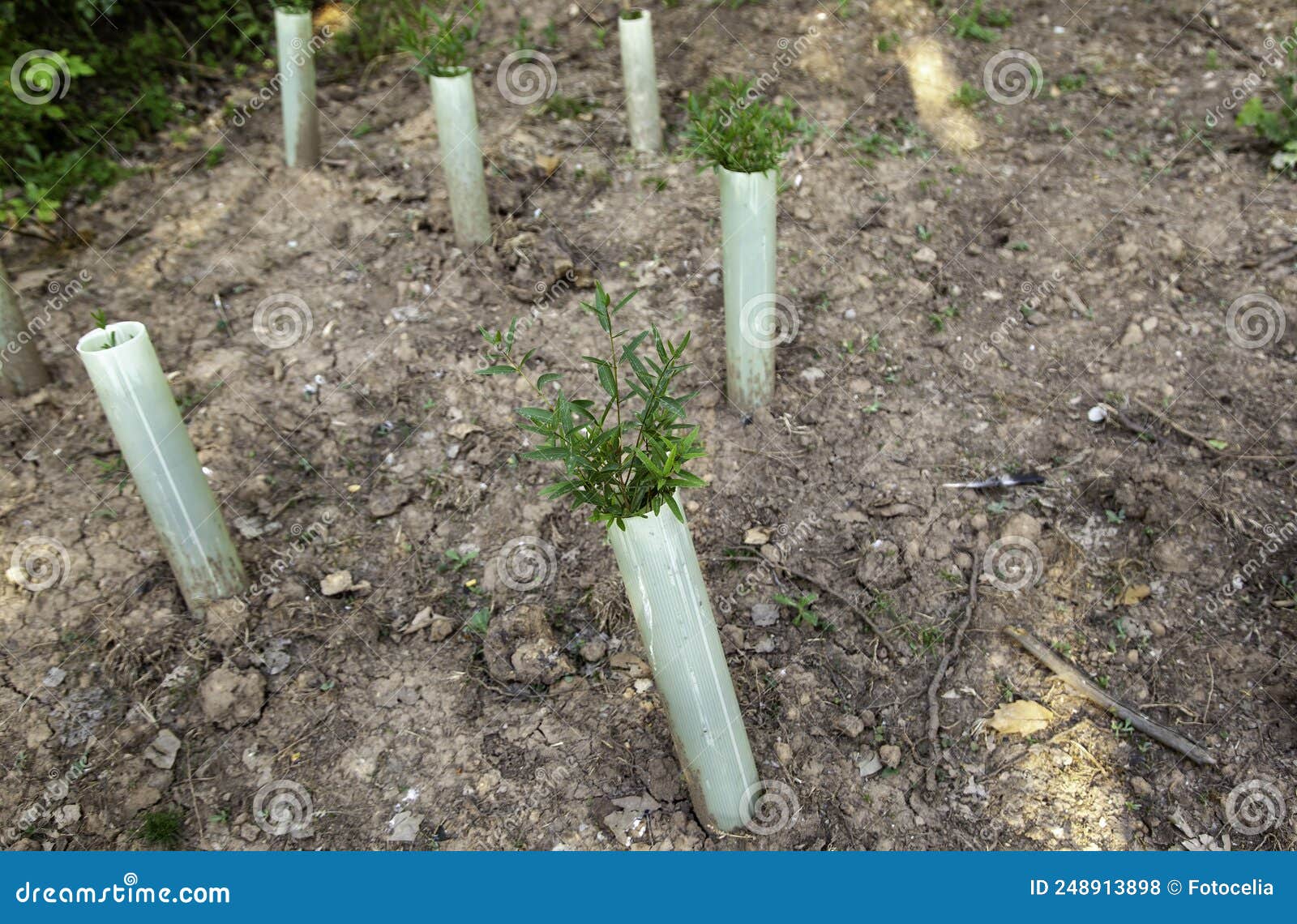 Planting of small trees stock photo. Image of helping - 248913898