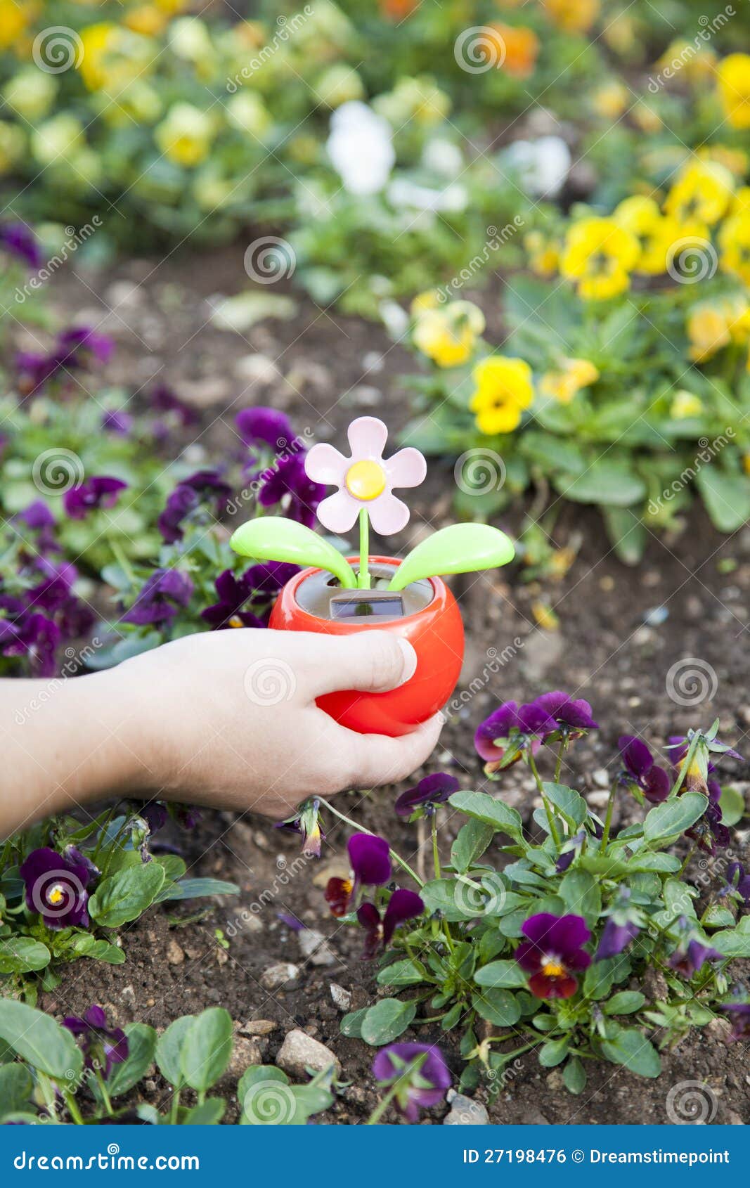 Planting Solar Powered Flower Stock Photo - Image of blooming, plant ...