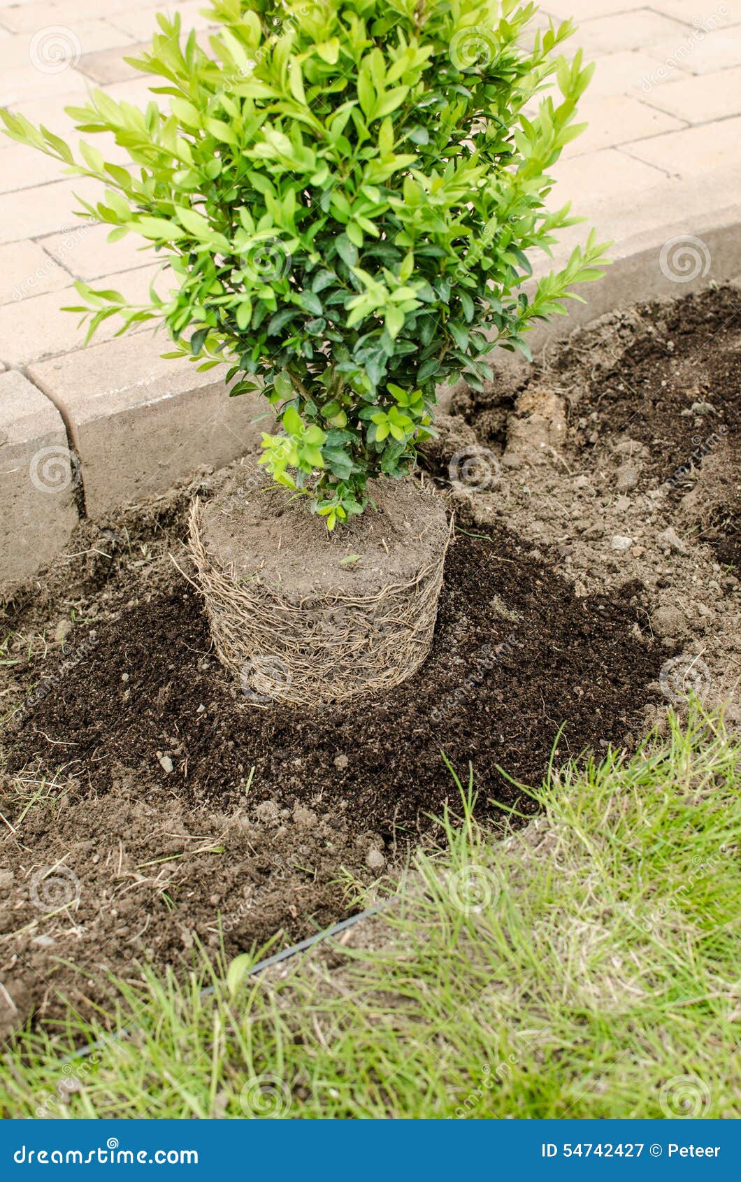 Planting. Buxus Boxwood Buxus - Sempervirens Bush. Cultivation Royalty ...