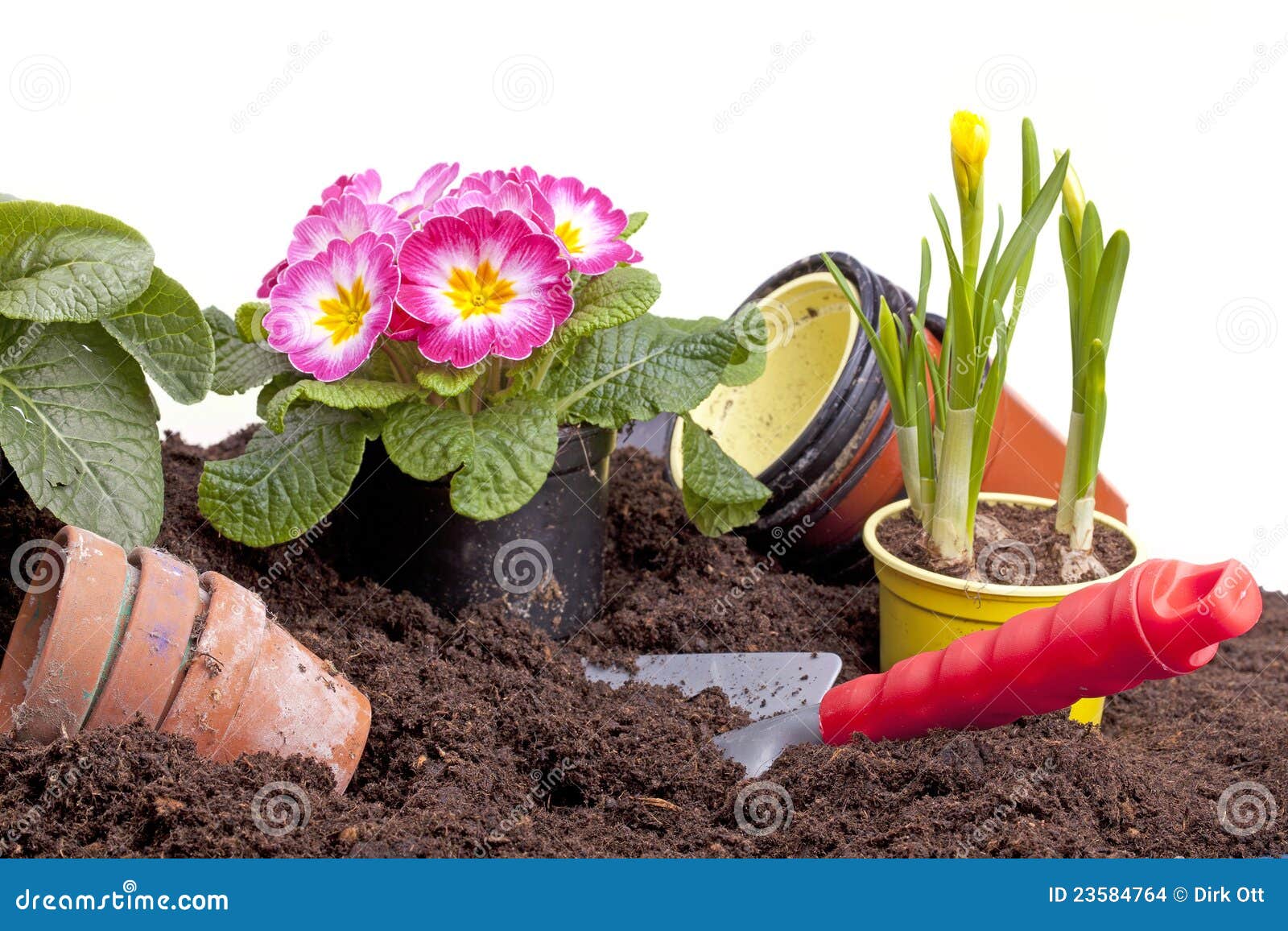 Planting spring flowers stock photo. Image of annuals - 23584764