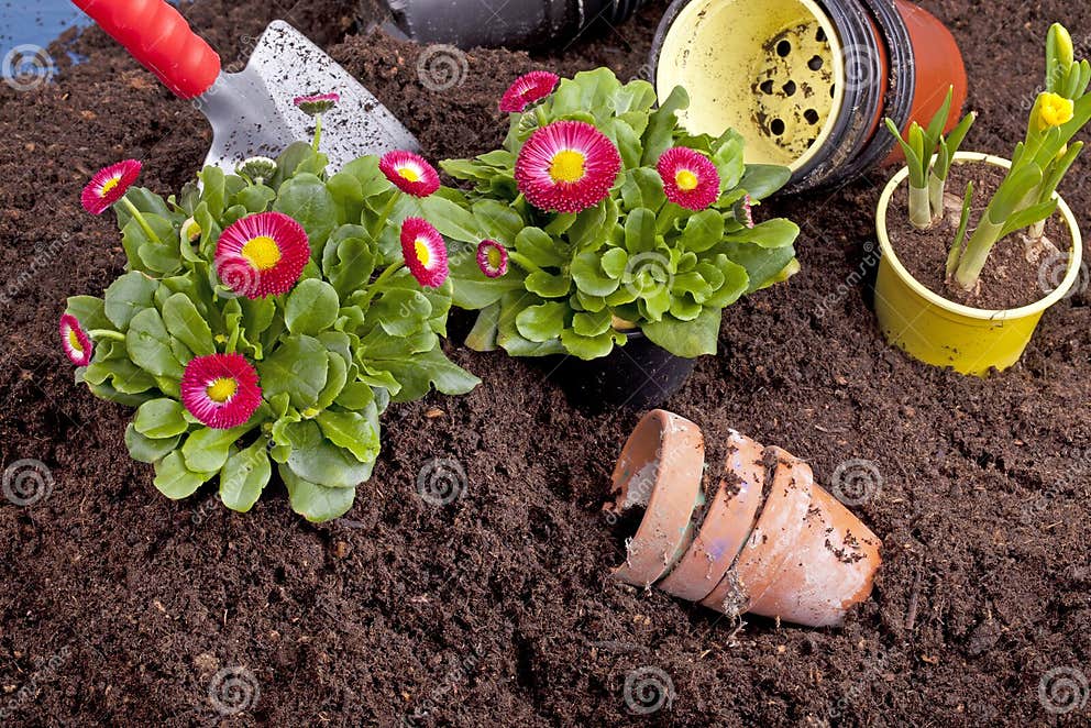 Planting spring flowers stock image. Image of flowers - 23601615