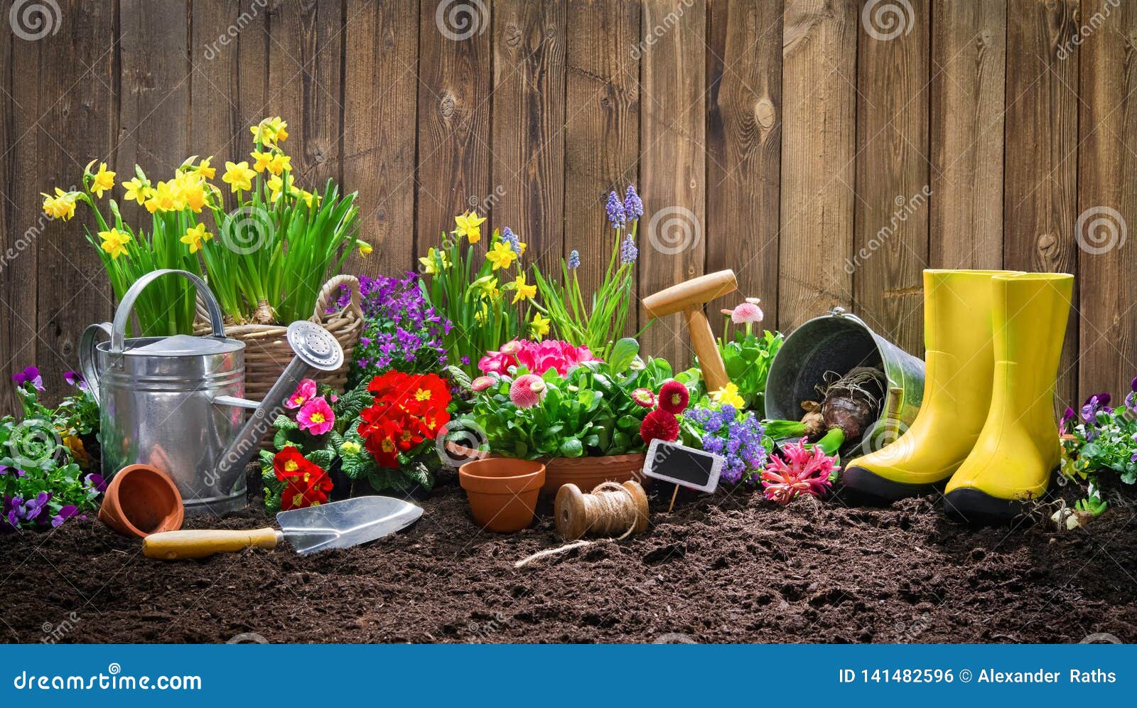 Planting Spring Flowers in the Garden Stock Photo - Image of narcissus ...