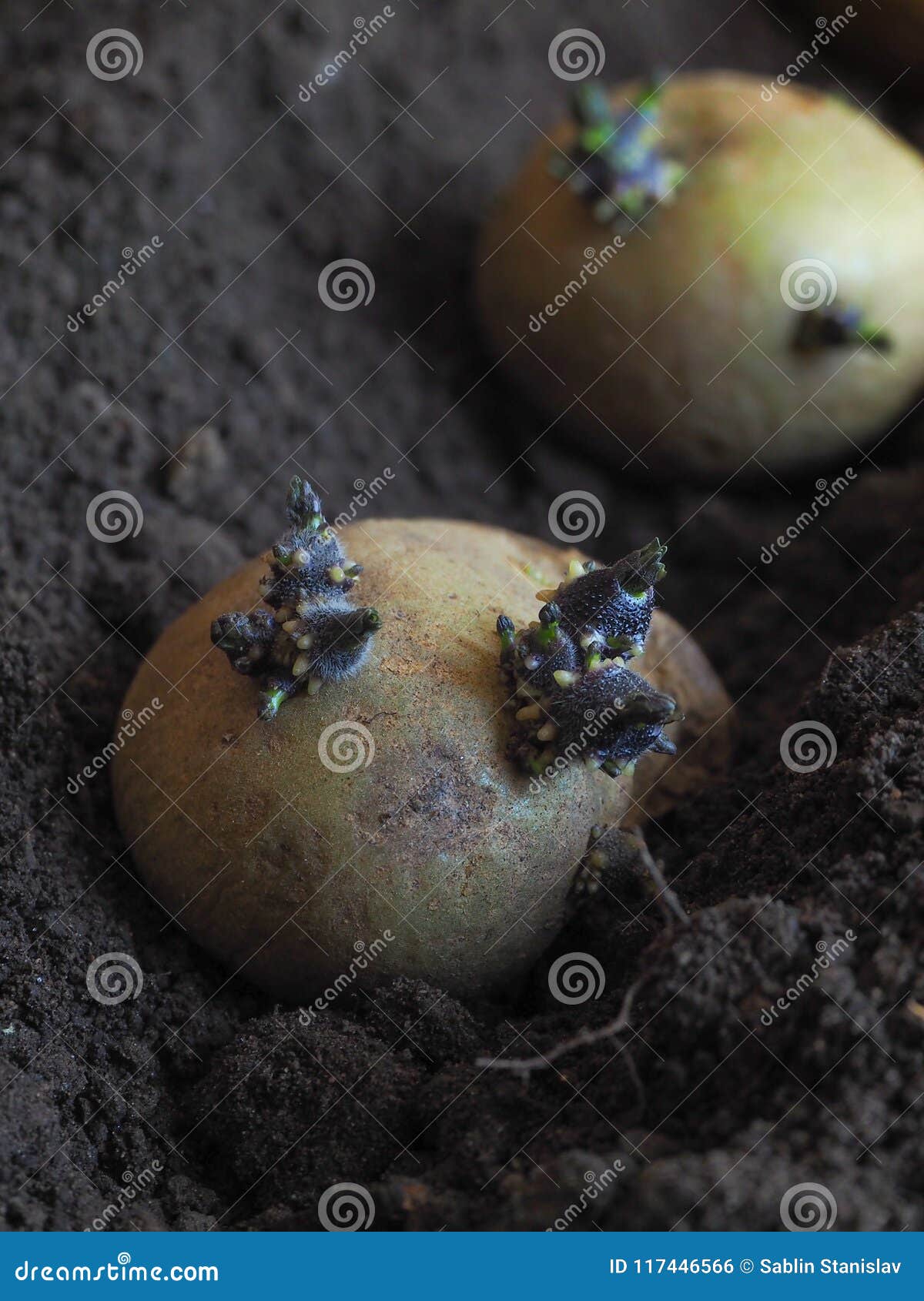 Planting Sprouted Tubers of Potatoes in the Ridges. Planting Potatoes ...
