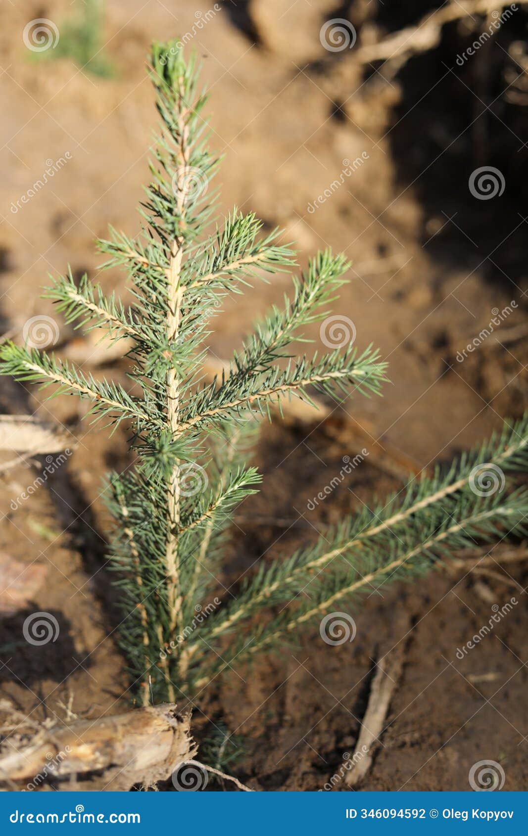 Planting Spruce Seedlings in the Ground. Planting a Forest Stock Photo ...