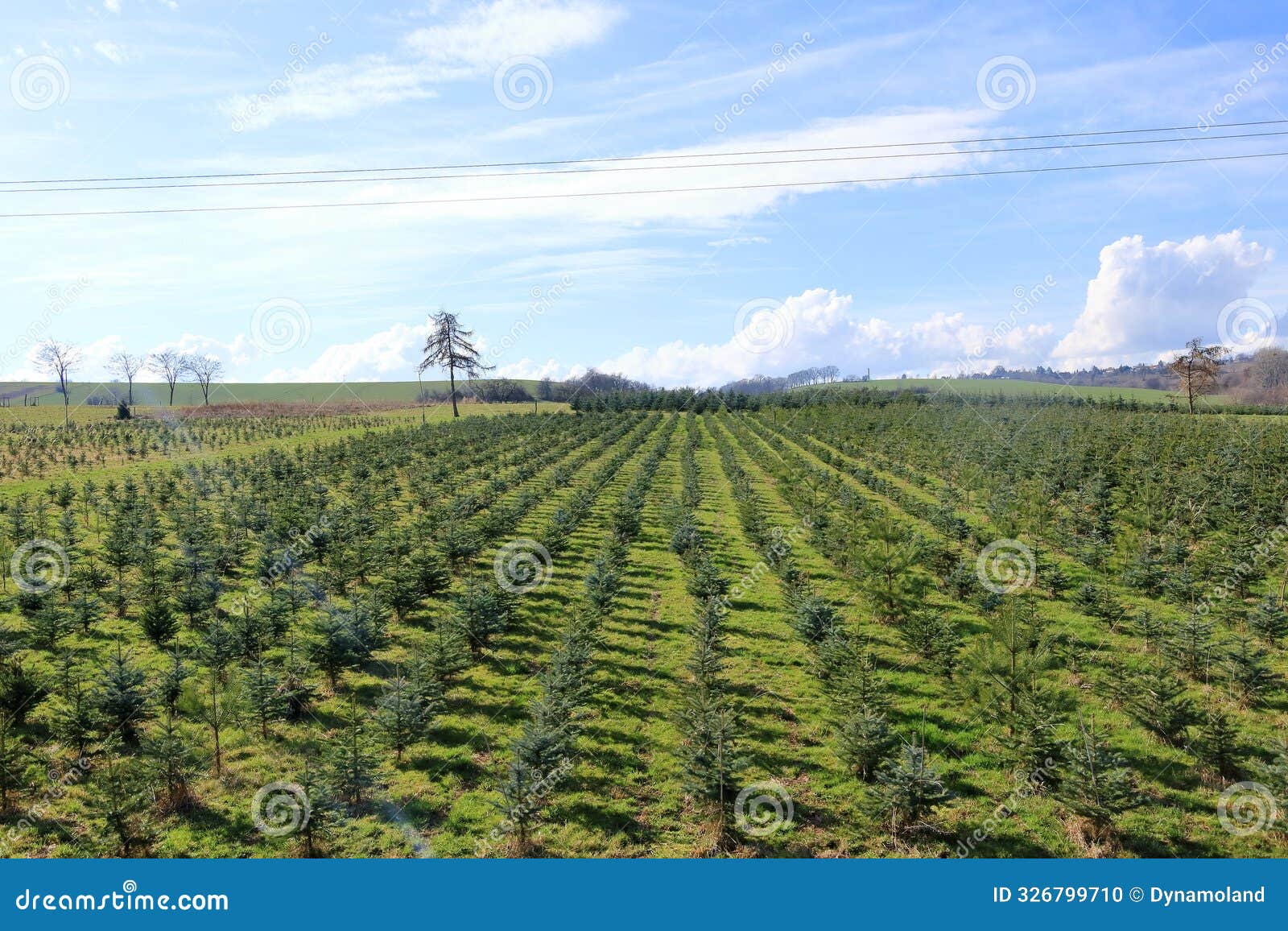 Planting Stock, Pine Tree Nursery in Germany Stock Photo - Image of ...
