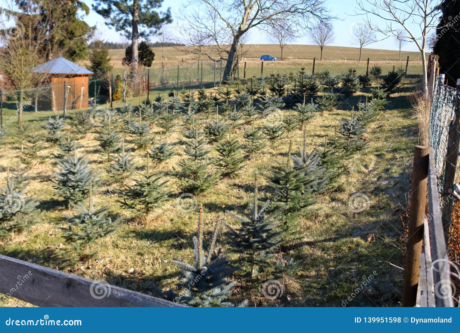 Planting Stock of Pine Trees Stock Photo - Image of landscape, field ...