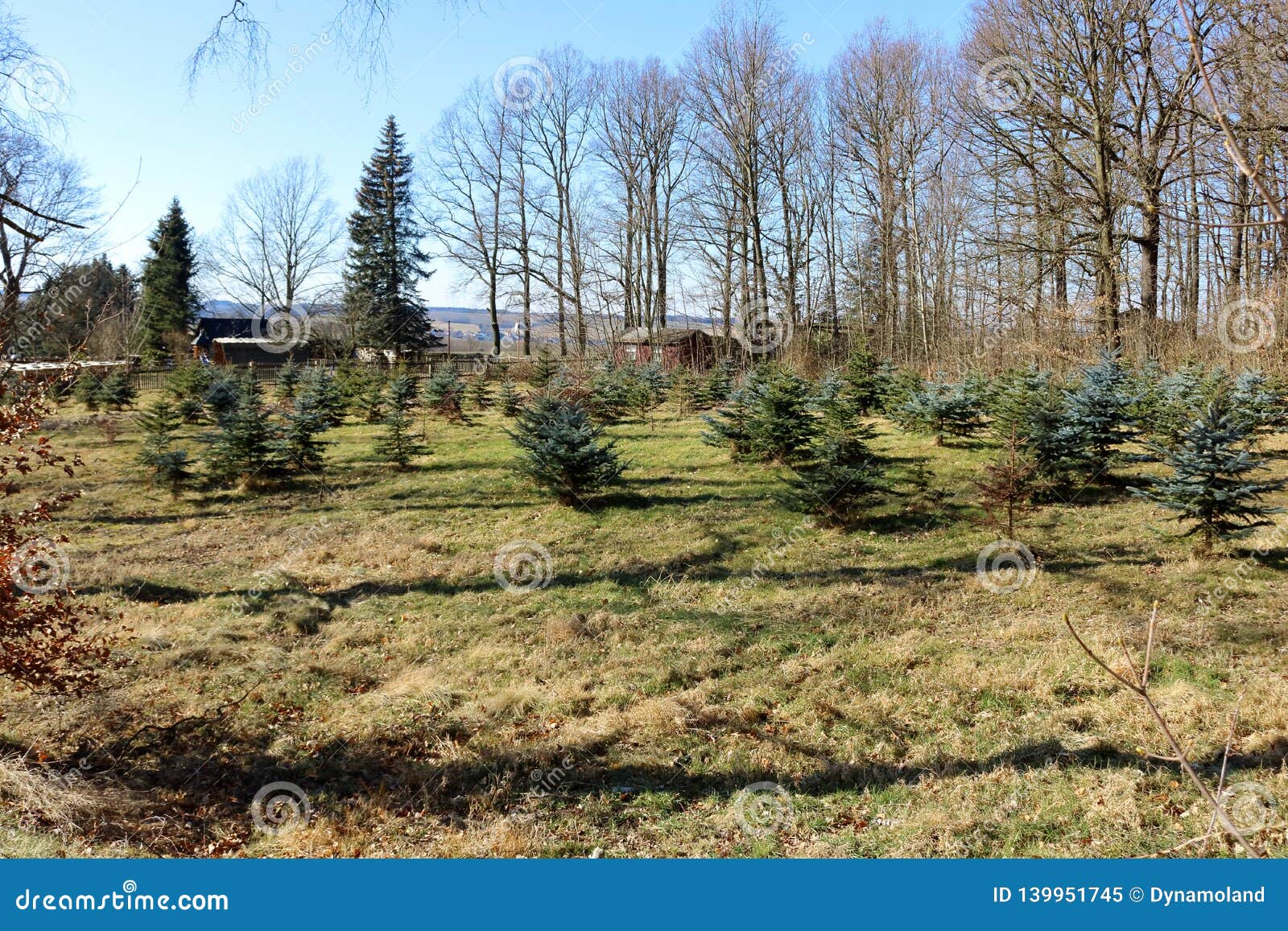 Planting Stock of Pine Trees Stock Image - Image of coniferous, green ...