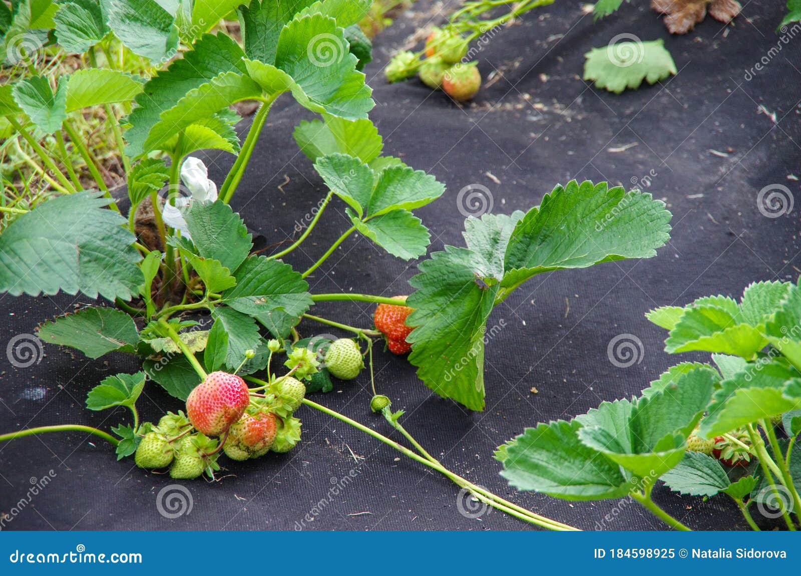 Planting Strawberry Under The Black Covering Material Royalty-Free ...