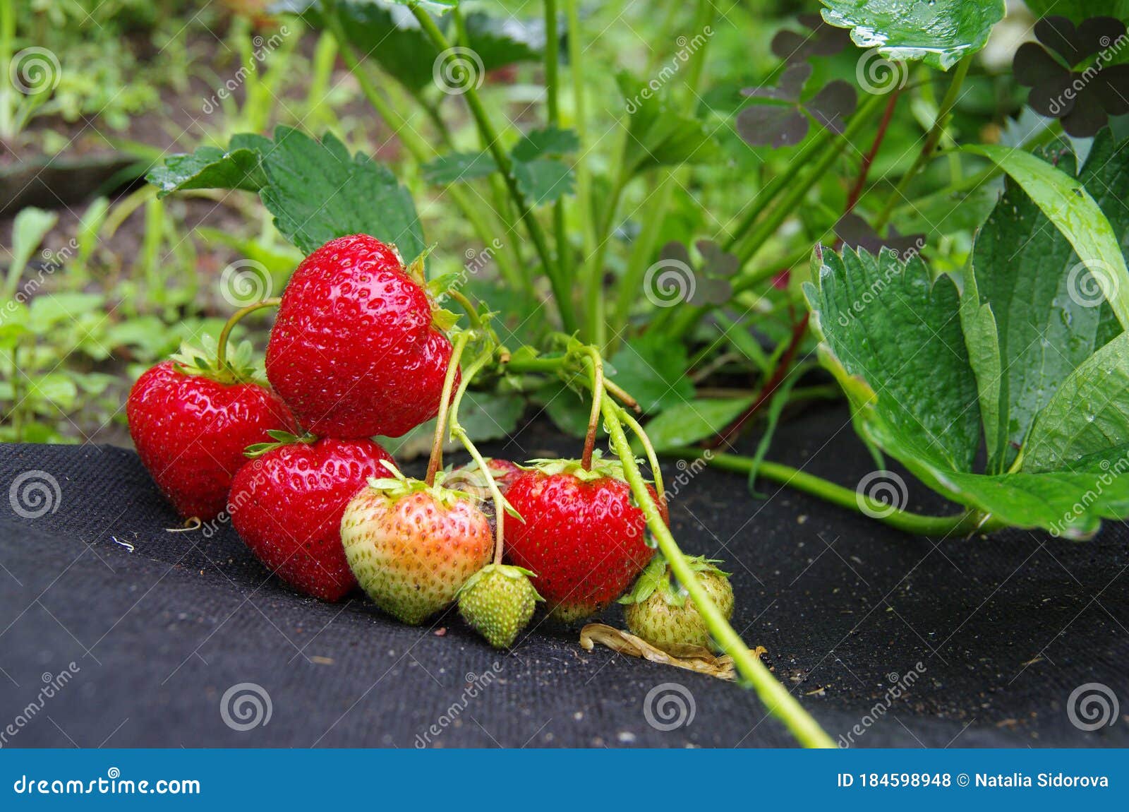 Planting Strawberry Under the Black Covering Material Stock Photo ...