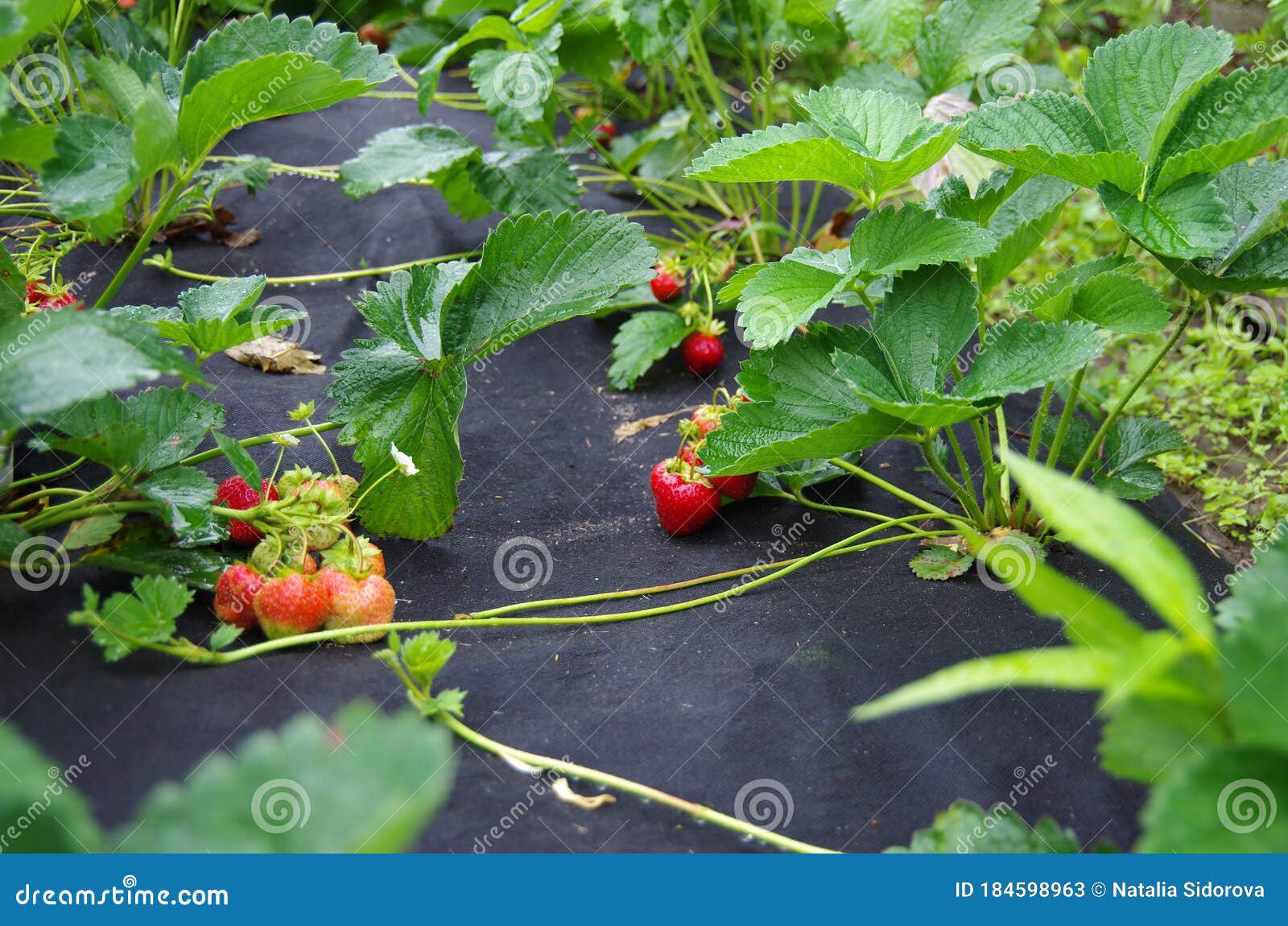 Planting Strawberry Under the Black Covering Material Stock Image ...