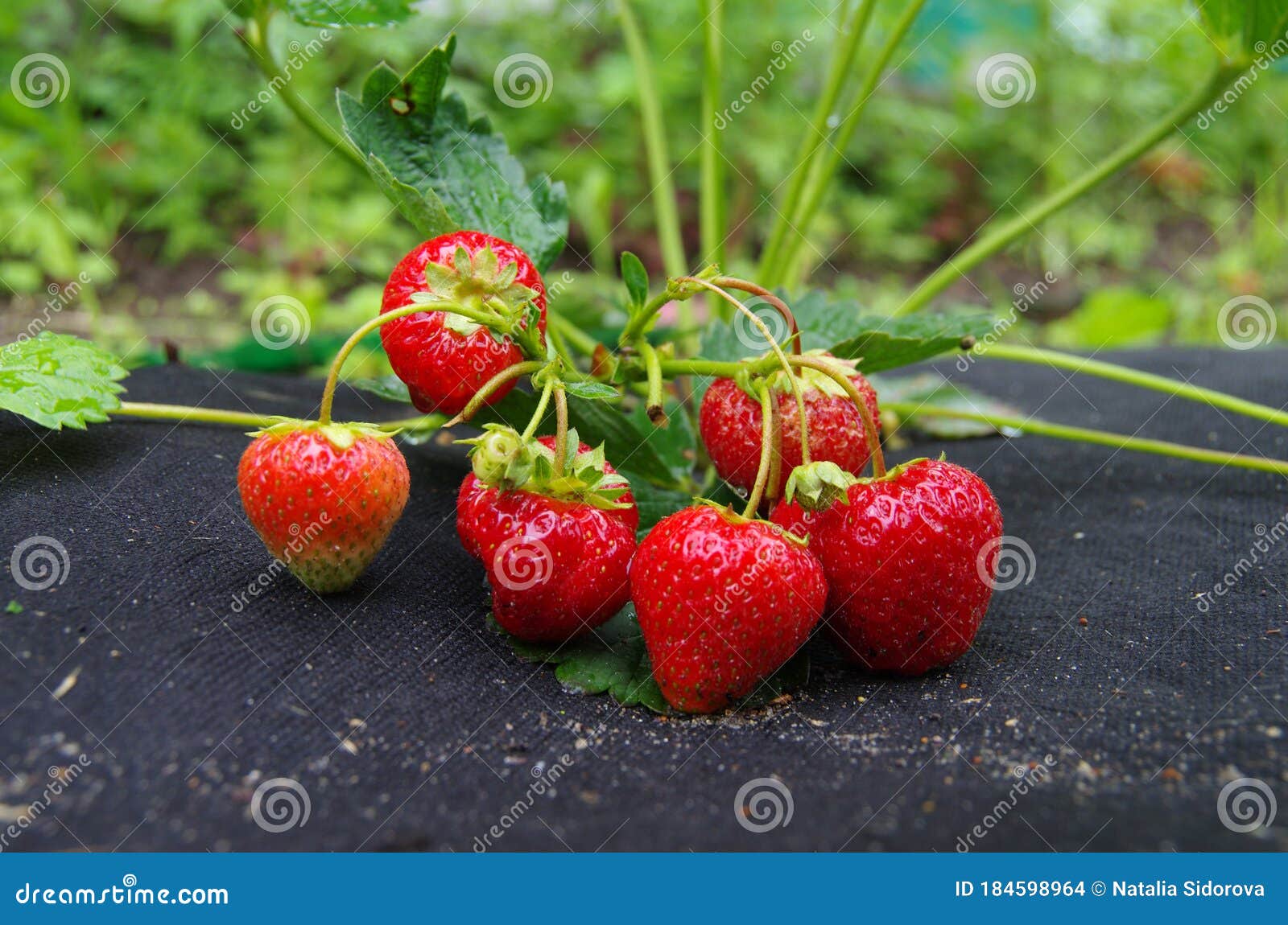 Planting Strawberry Under the Black Covering Material Stock Photo ...