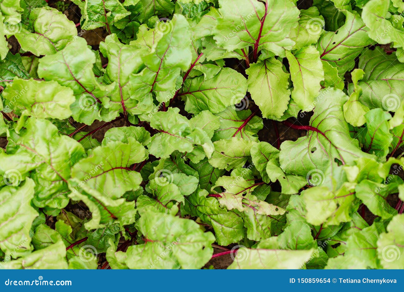 Planting Sugar Beets in the Field. Leaf of Beet Stock Photo - Image of ...