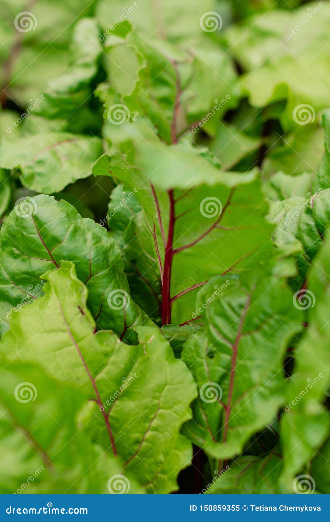 Planting Sugar Beets in the Field. Leaf of Beet Stock Image - Image of ...