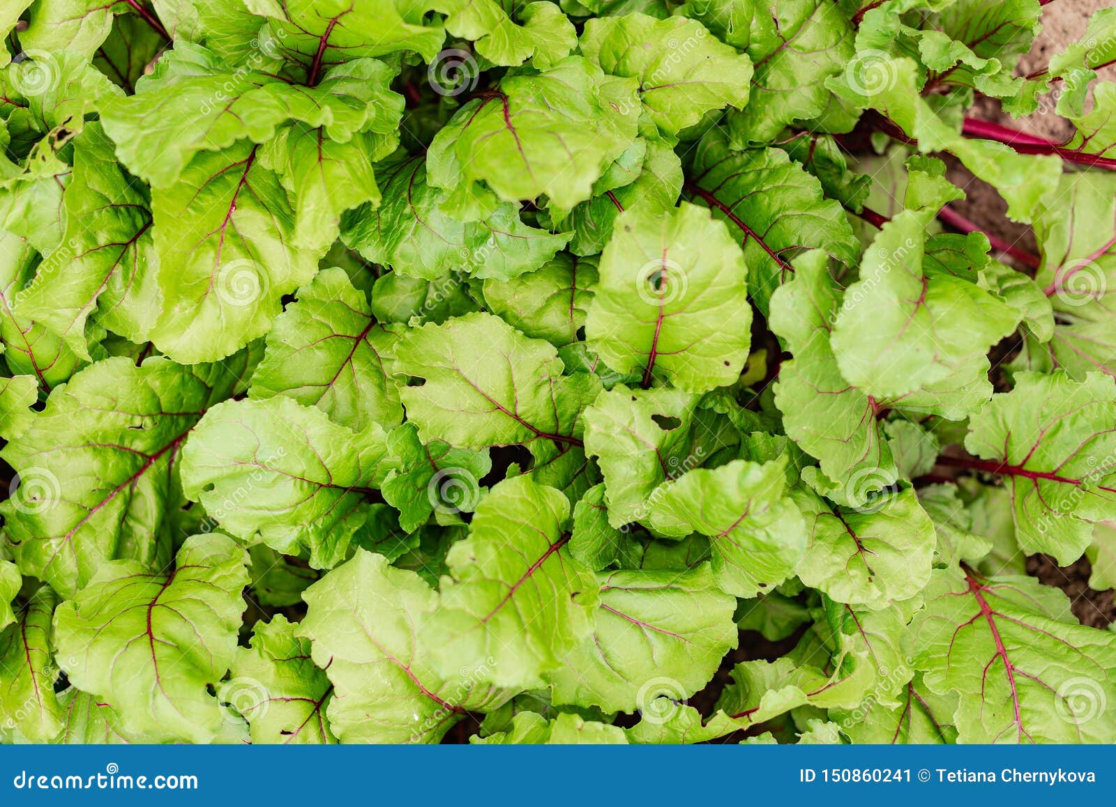 Planting Sugar Beets in the Field. Leaf of Beet Stock Image - Image of ...