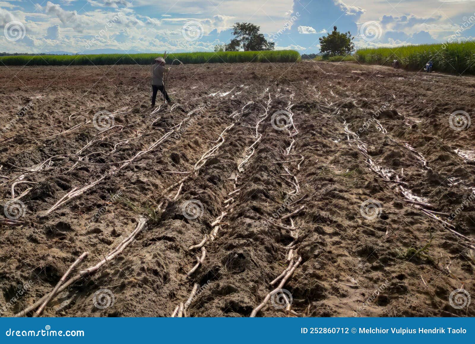 Planting sugarcane stock photo. Image of soil, putting - 252860712