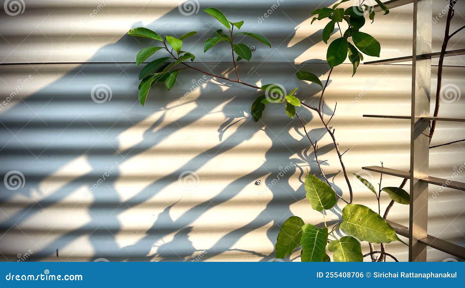Planting with Sunlight, Planting , Sunlight Planting Stock Photo ...