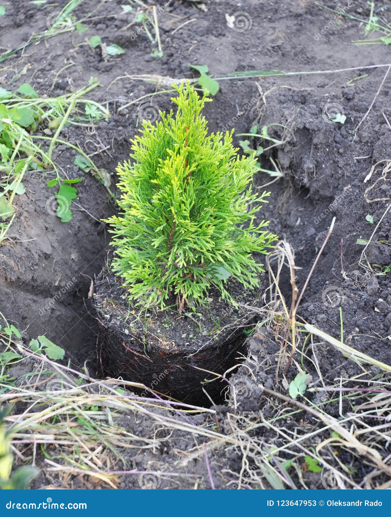 Planting Thuja Sapling from Pot with Roots in the Garden. Stock Image ...