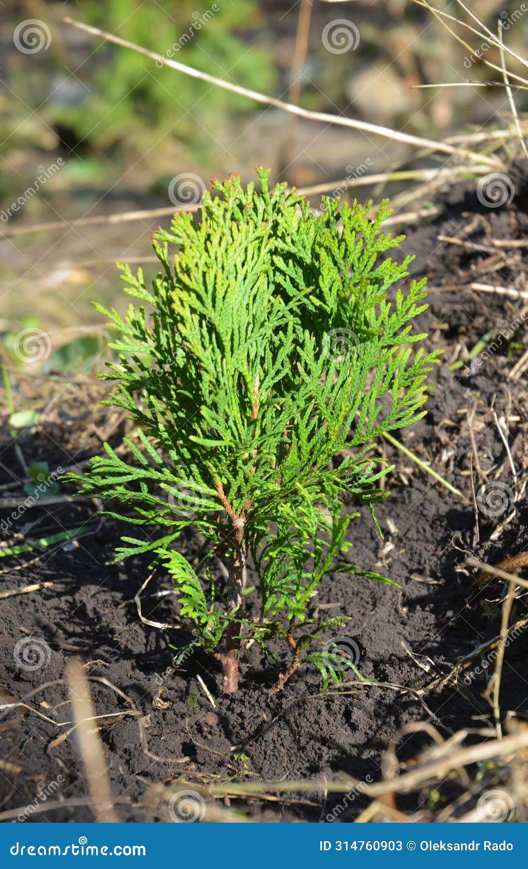 Planting a Thuja Seedling from a Pot into the Ground Stock Image ...